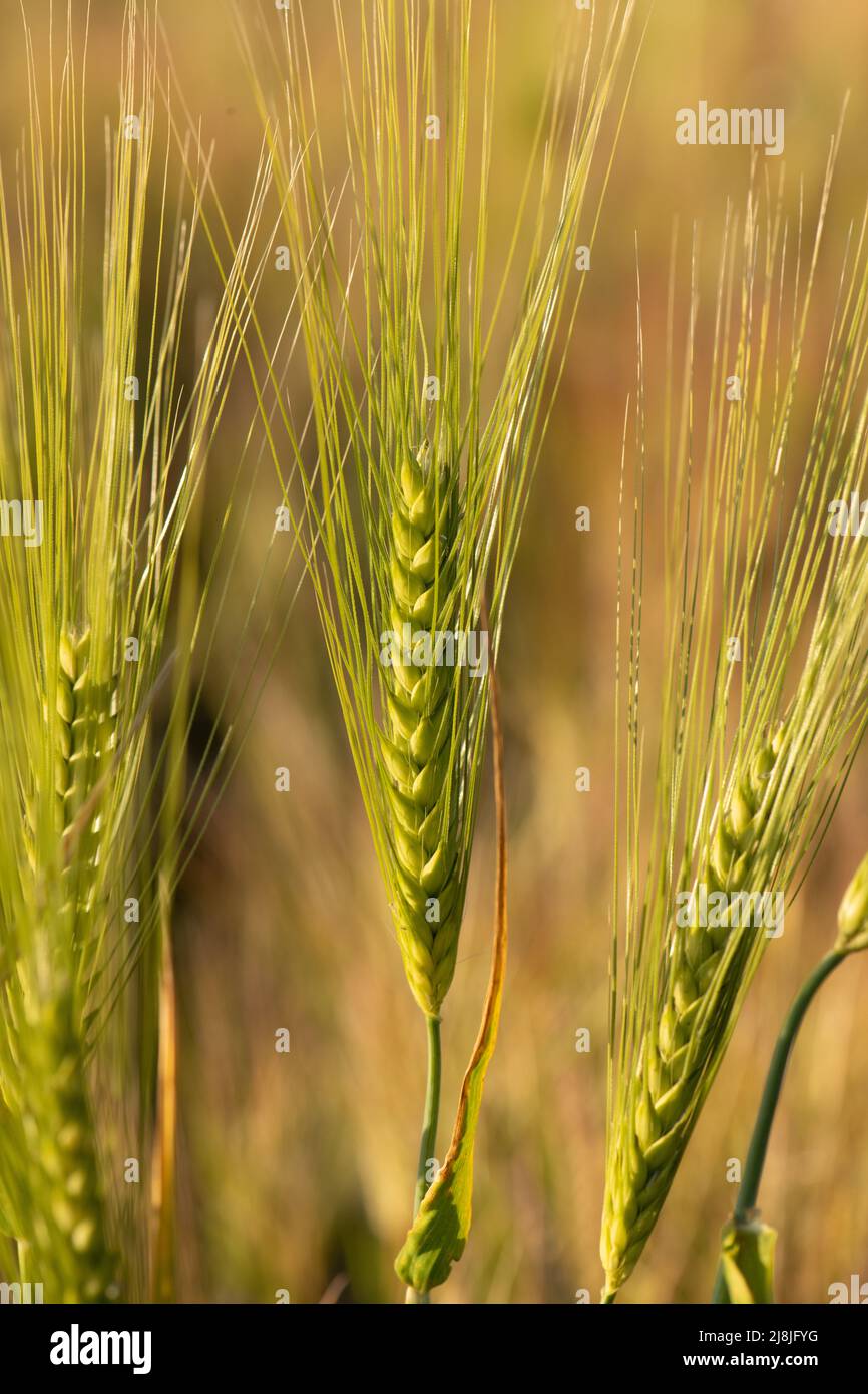 Corn and corn field, plants, crops, Jersey, Channel Islands Stock Photo ...