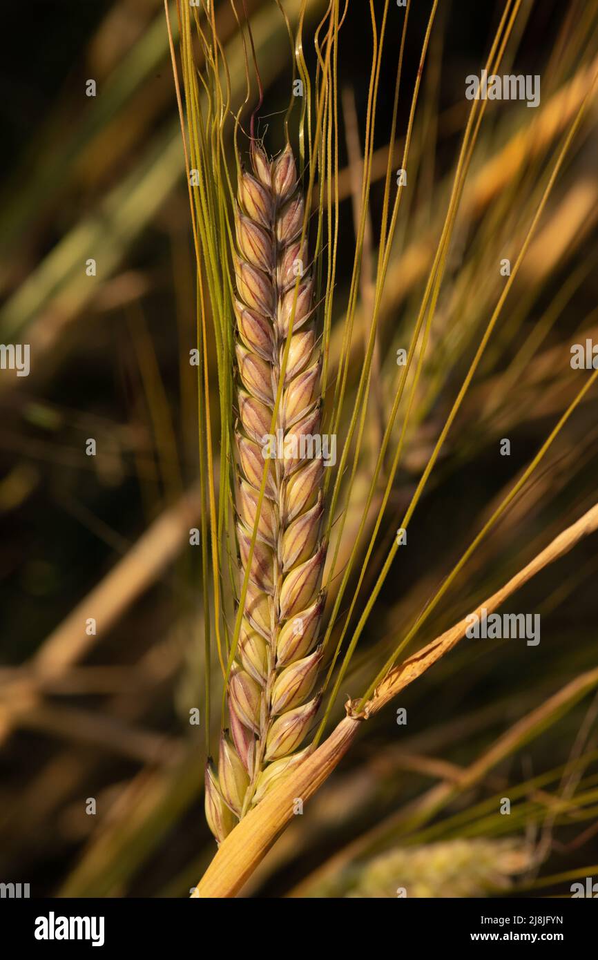 Corn and corn field, plants, crops, Jersey, Channel Islands Stock Photo ...