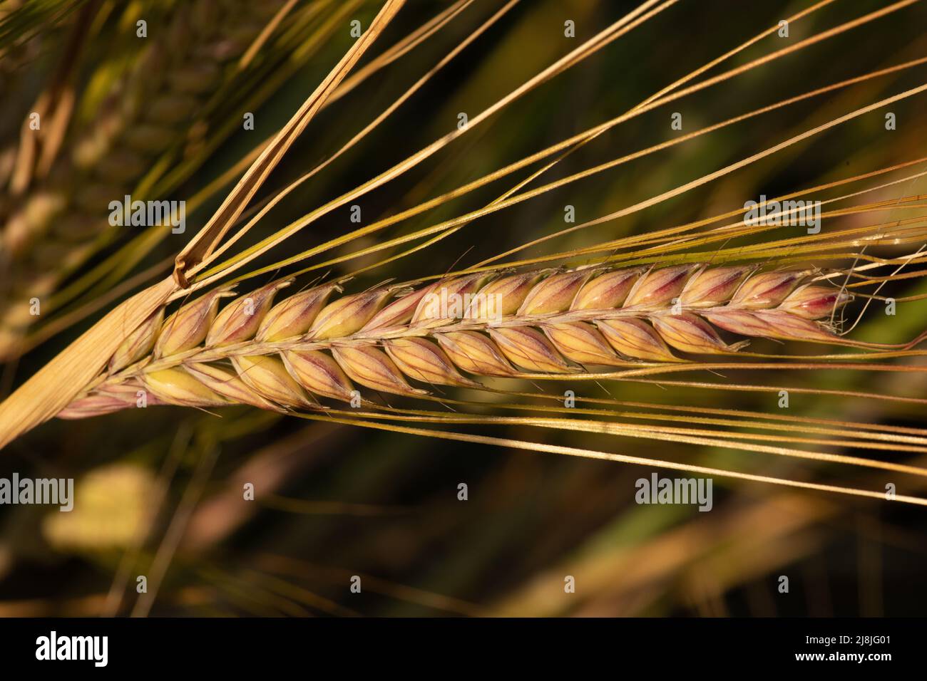 Corn and corn field, plants, crops, Jersey, Channel Islands Stock Photo ...