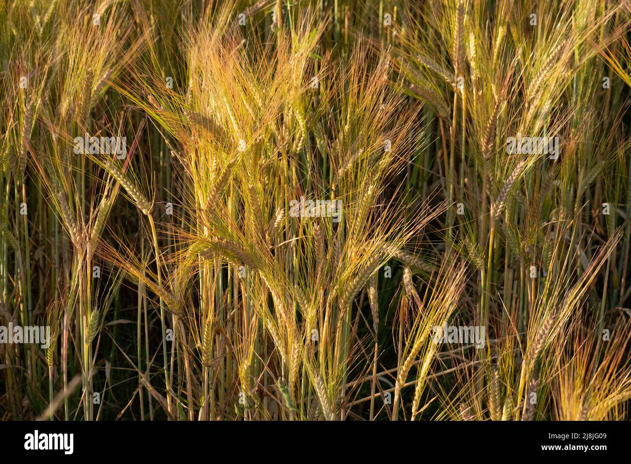 Corn and corn field, plants, crops, Jersey, Channel Islands Stock Photo ...