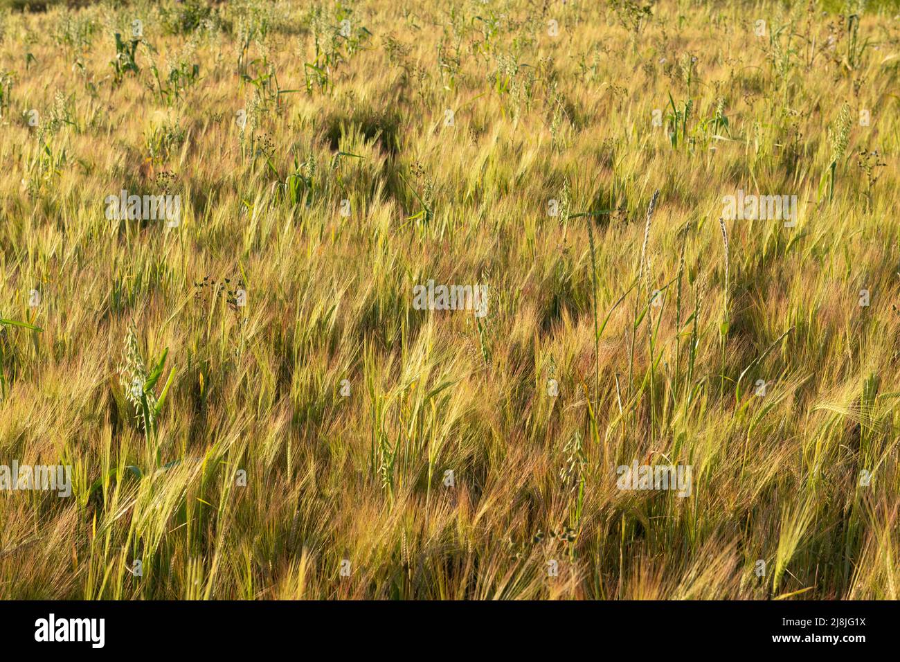 Corn and corn field, plants, crops, Jersey, Channel Islands Stock Photo ...