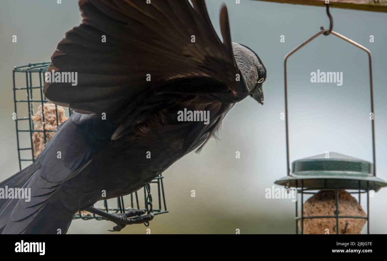 Crow raven feeder hi-res stock photography and images - Alamy