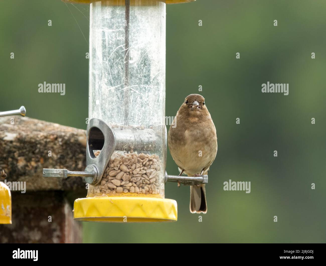 Hanging bird feeder hi-res stock photography and images - Alamy