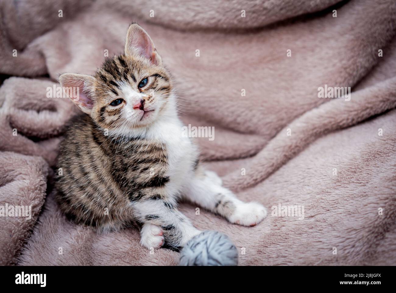 little cat, studio photography Stock Photo - Alamy