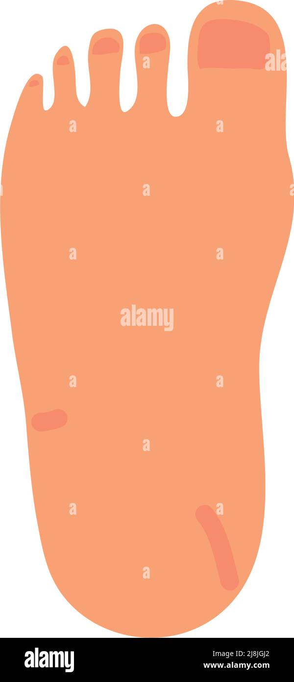 Huma anatomy hi-res stock photography and images - Alamy