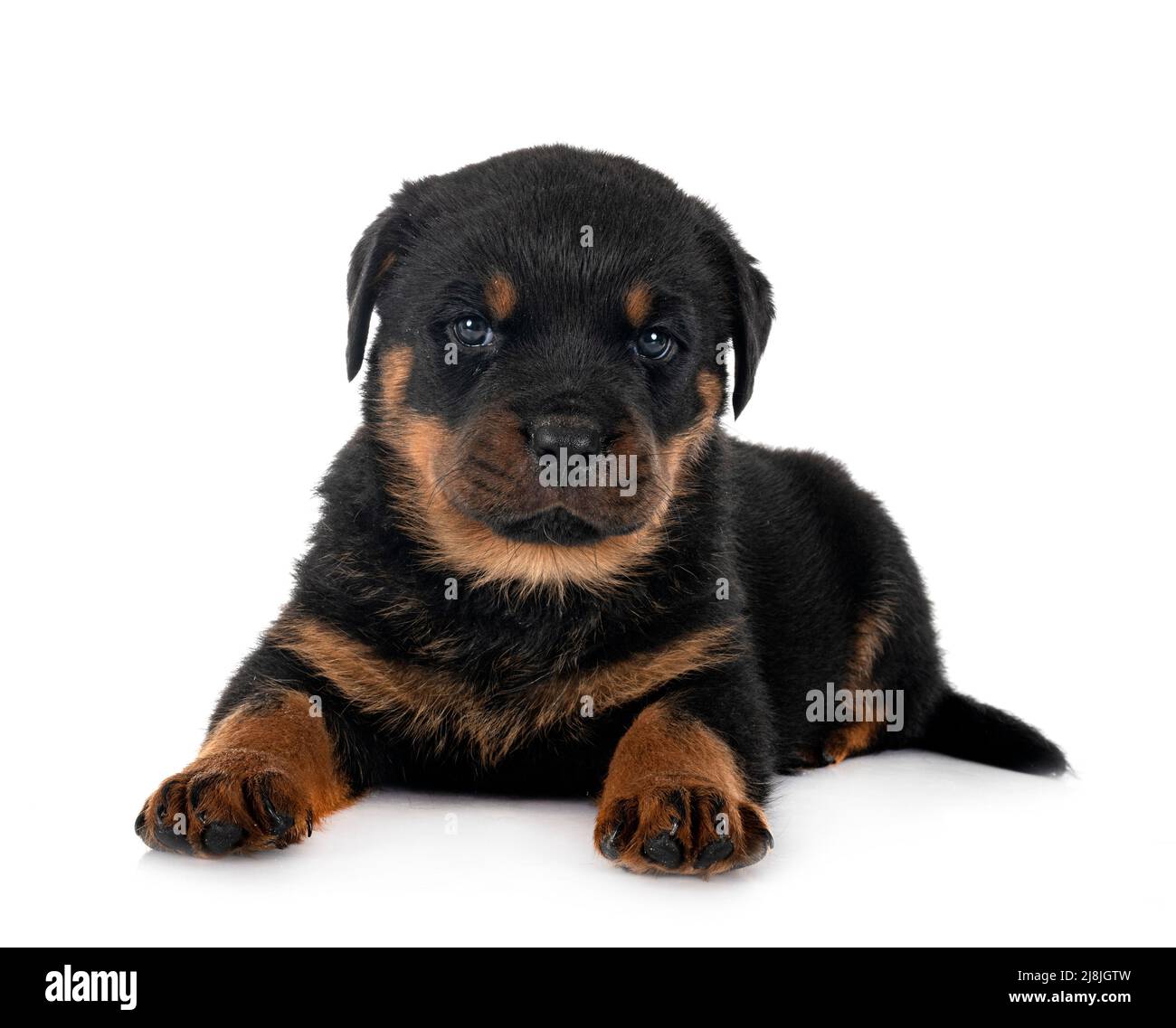 puppy purebred rottweiler in front of white background Stock Photo - Alamy