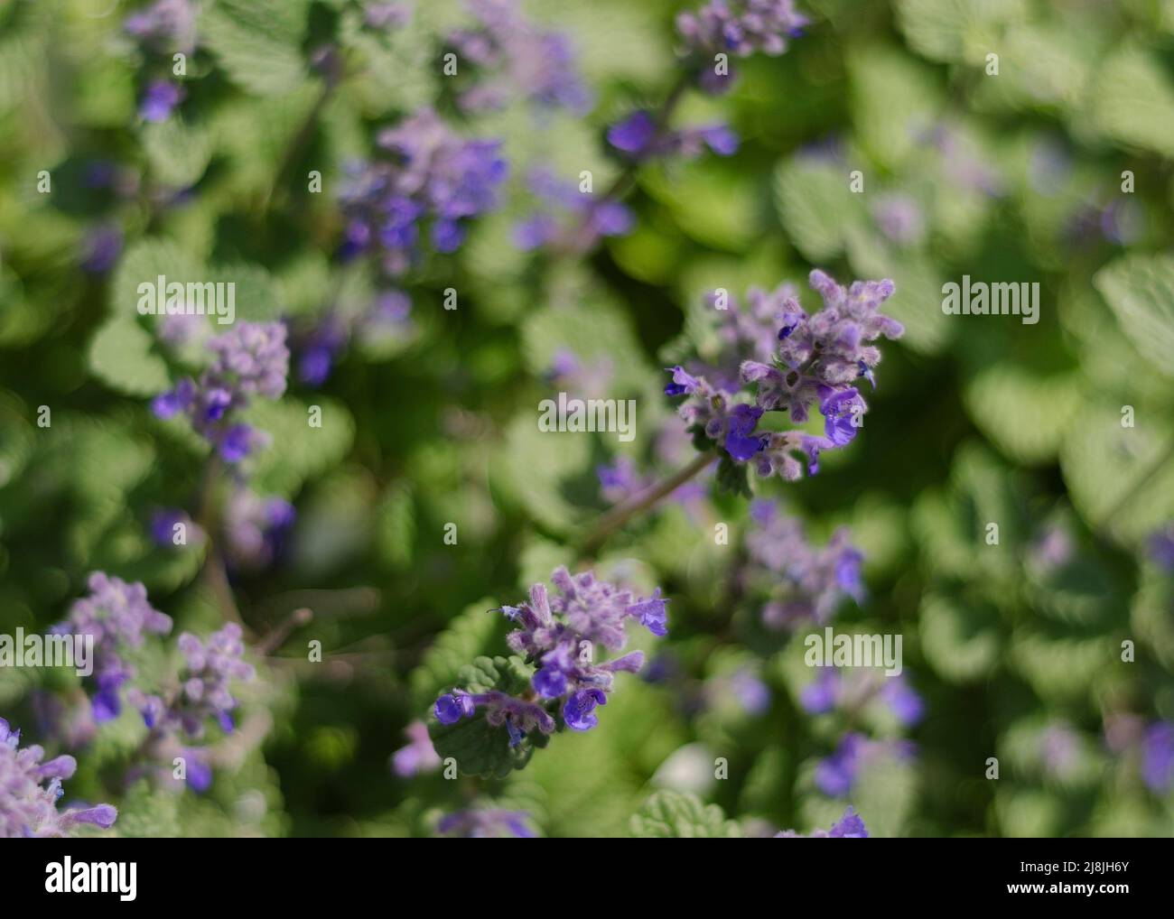 Feline mint variety with blue flowers Stock Photo - Alamy