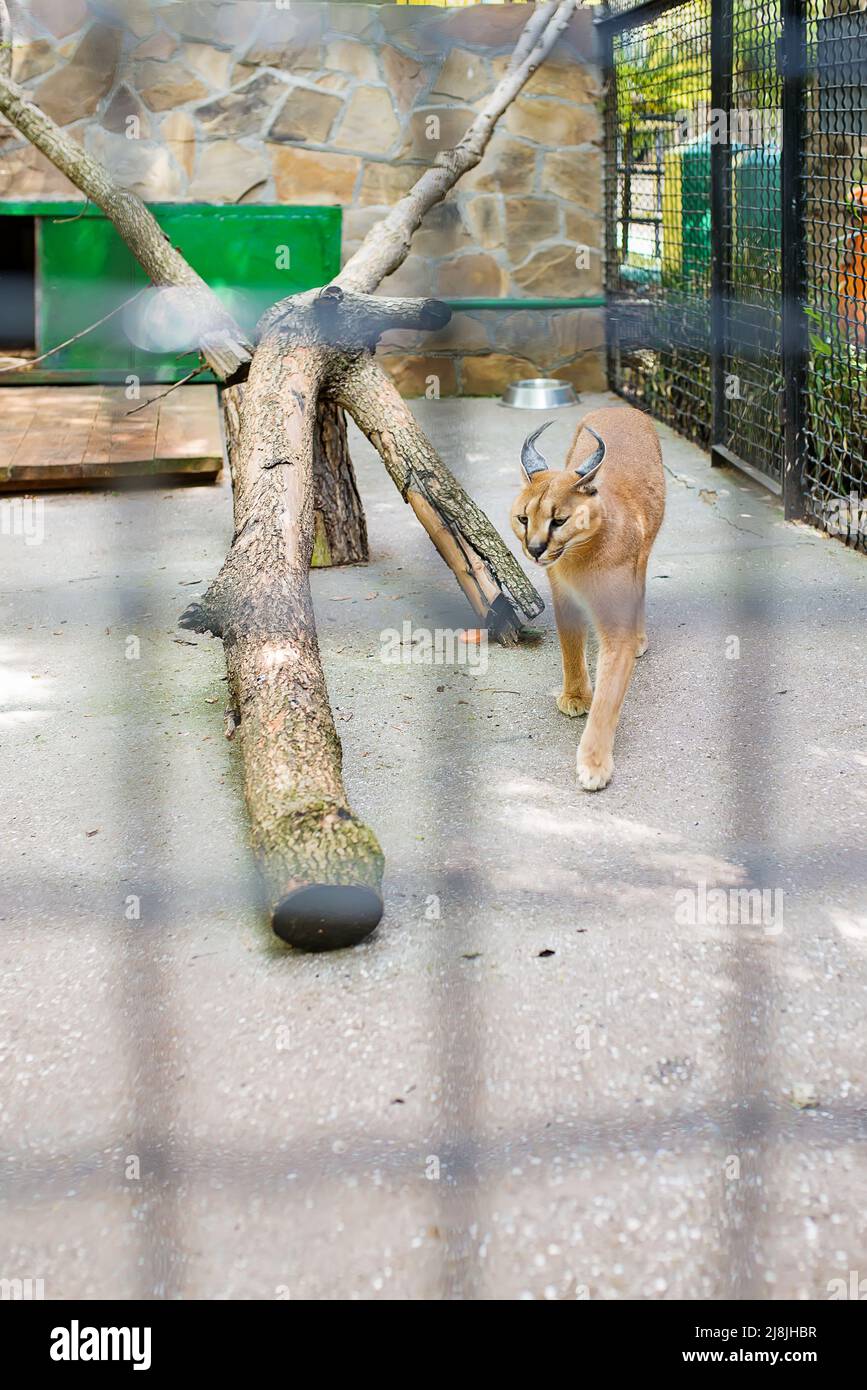 beautiful lynx in the zoo. The lynx belongs to the species of mammals ...