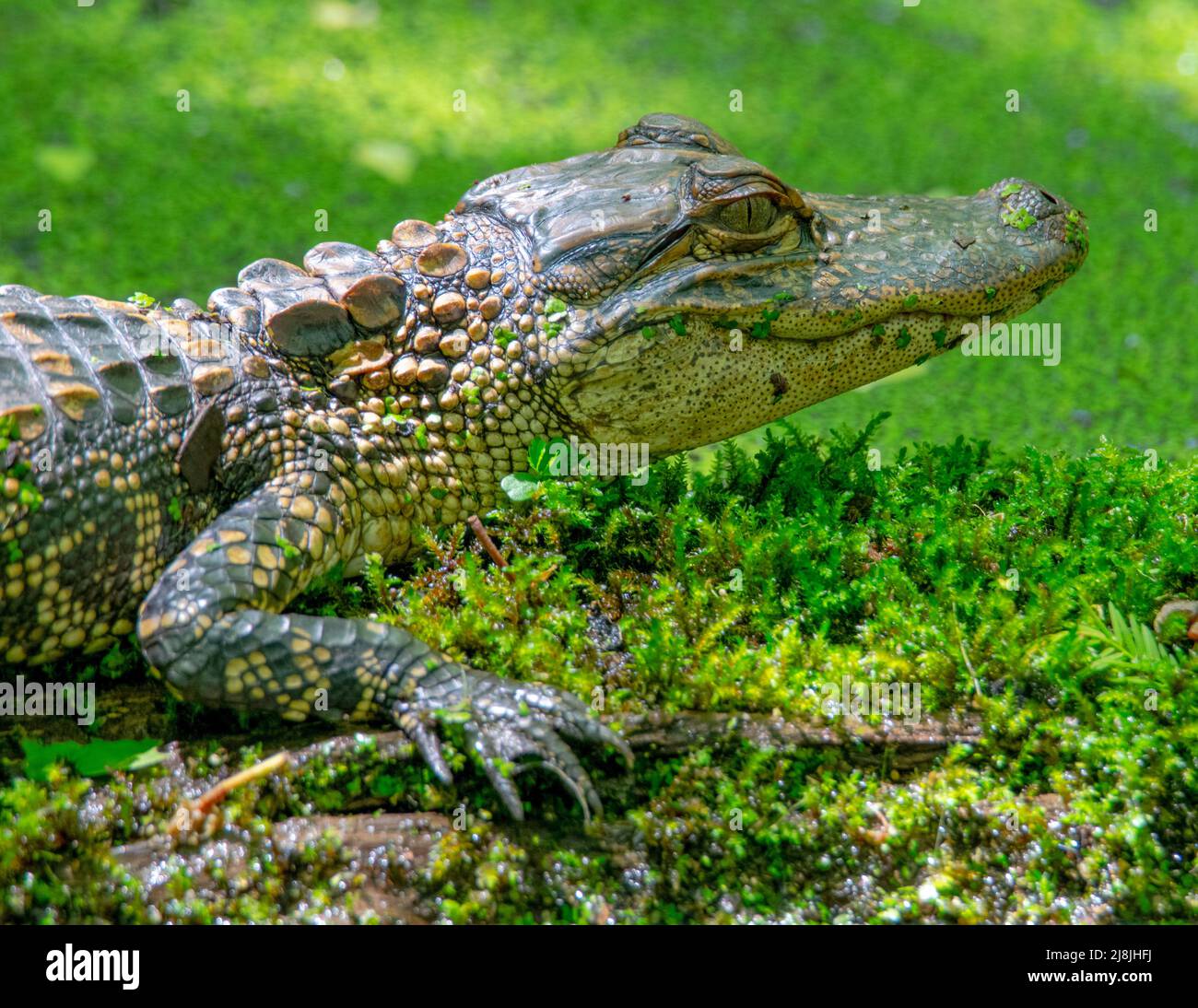 American Alligator basking in the sun on a log Stock Photo - Alamy