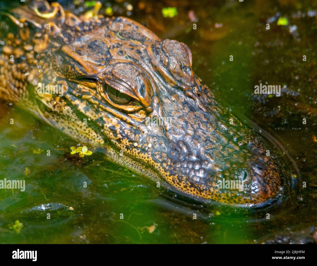 American Alligator Head sitting above the water in a swamp Stock Photo ...