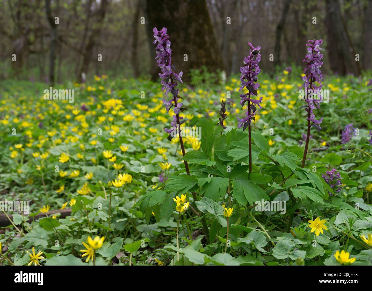 meadow with ayuga flowers in the forest Stock Photo - Alamy