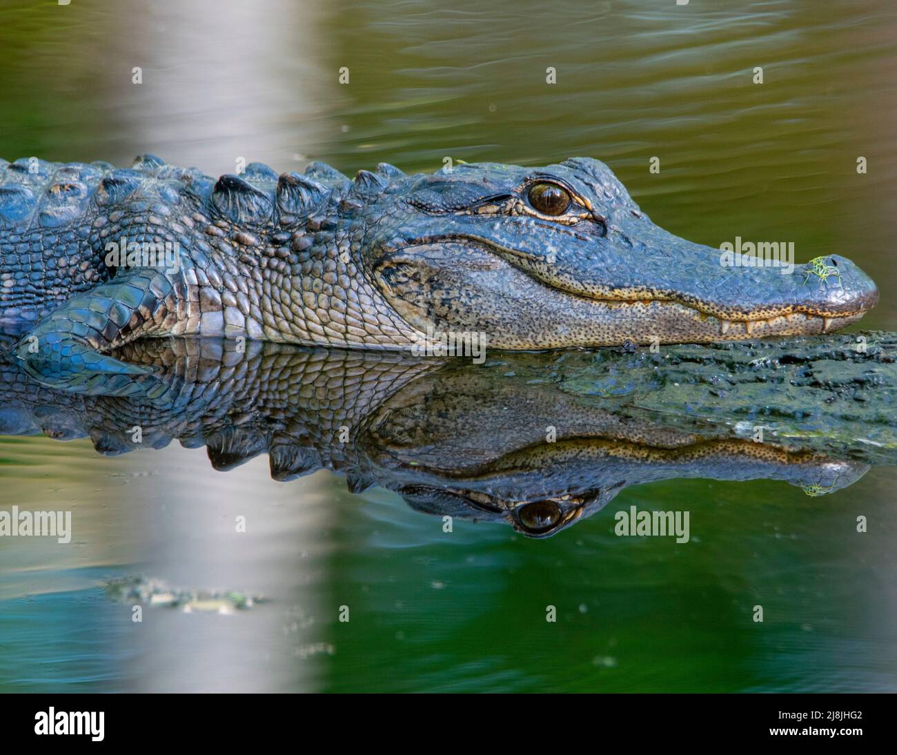 American Alligator basking in the sun on a log Stock Photo - Alamy