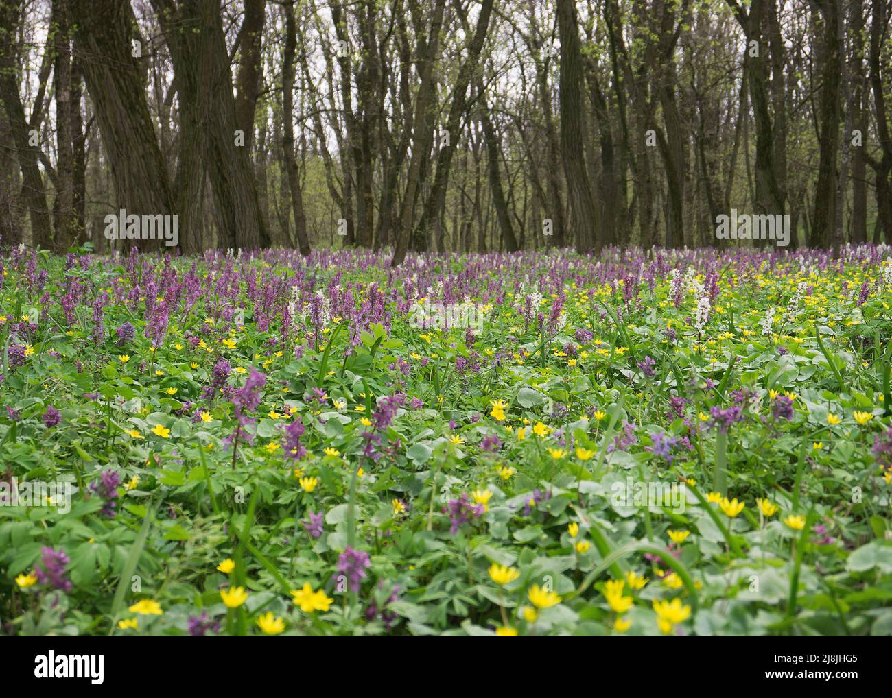 Beautiful blooming meadow hi-res stock photography and images - Alamy