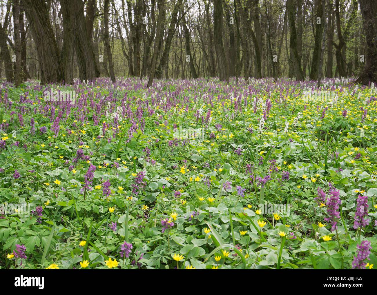 meadow with ayuga flowers in the forest 3 Stock Photo - Alamy