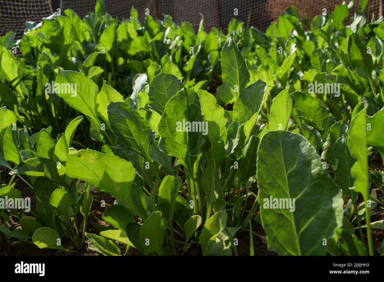 Fresh growing green leafy vegetable Spinach or Palak leaves farming ...