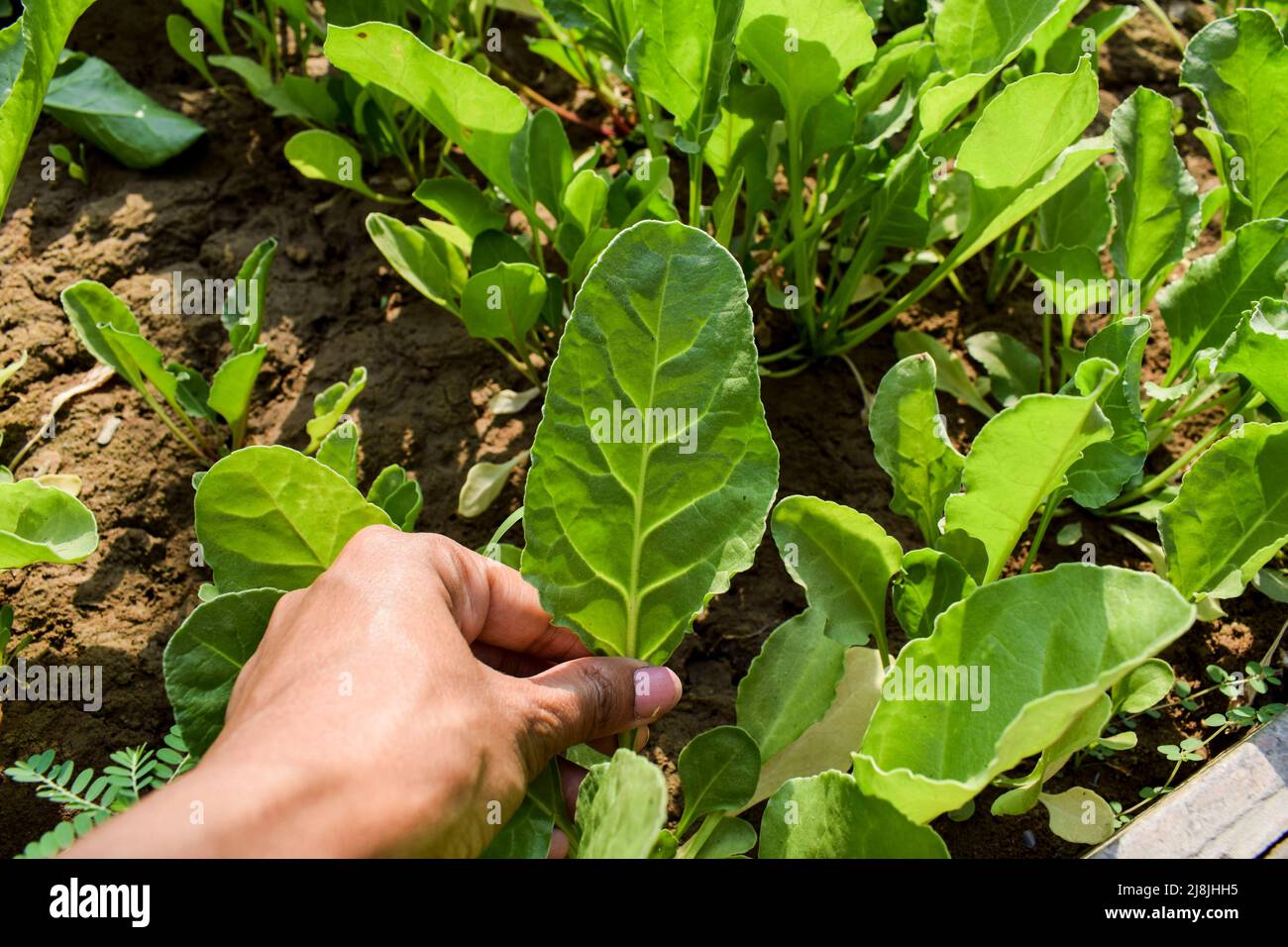 Female plucking Fresh growing green leafy vegetable Spinach or Palak ...