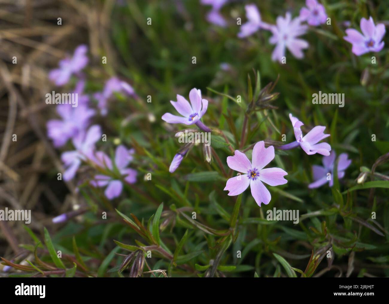purple phlox flowers in the spring garden 2 Stock Photo - Alamy