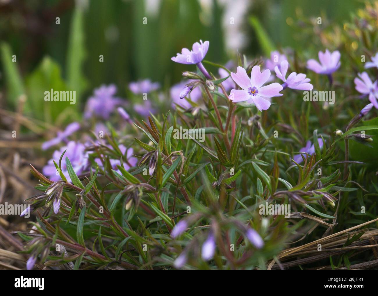 purple phlox flowers in the spring garden Stock Photo - Alamy