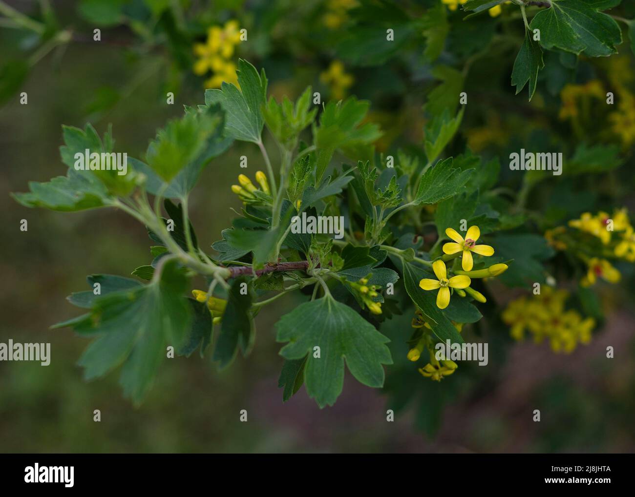 yellow currant flowers in the spring garden 2 Stock Photo - Alamy
