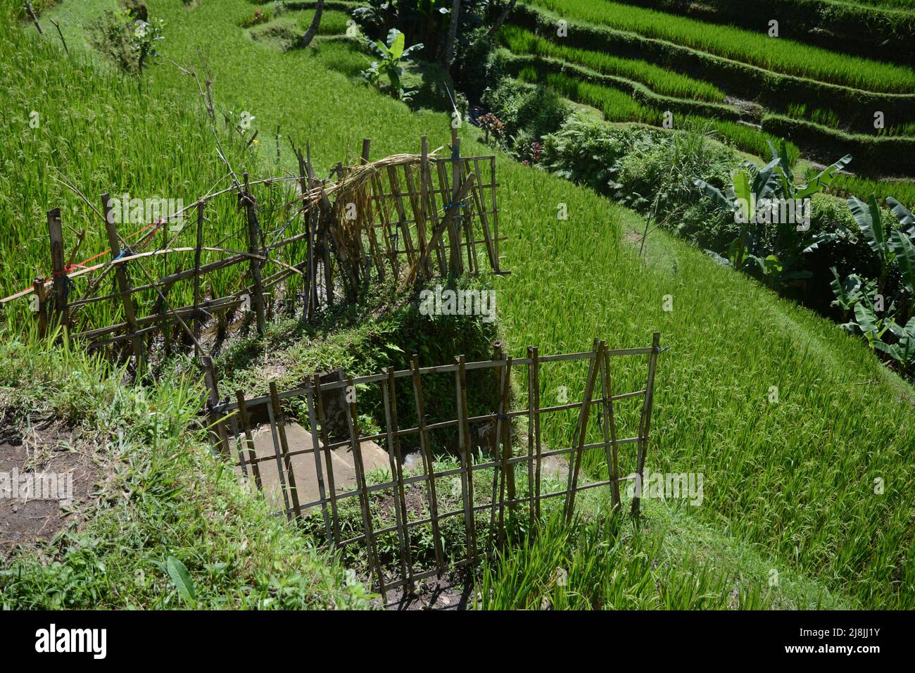 Rice framing system hi-res stock photography and images - Alamy