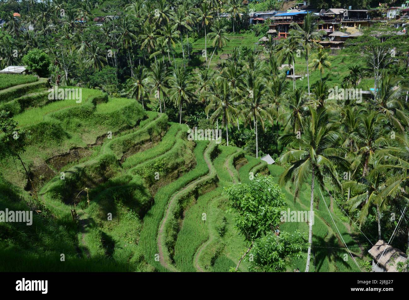 Rice framing system hi-res stock photography and images - Alamy