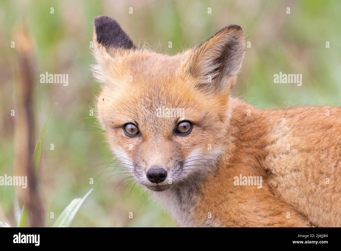 Red Fox pup portrait Stock Photo - Alamy