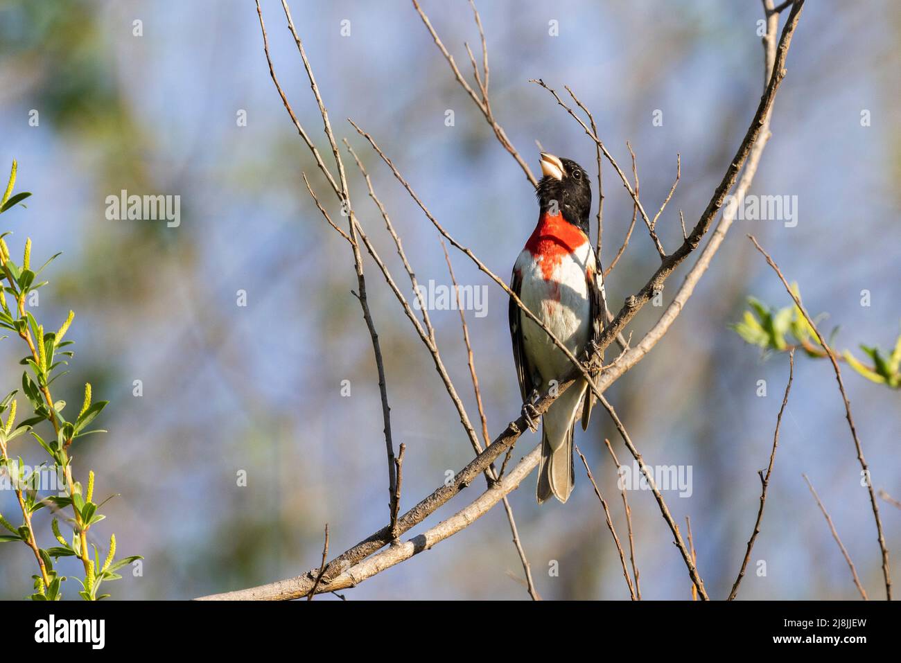 Male rose-breasted grosbeak (Pheucticus ludovicianus Stock Photo - Alamy