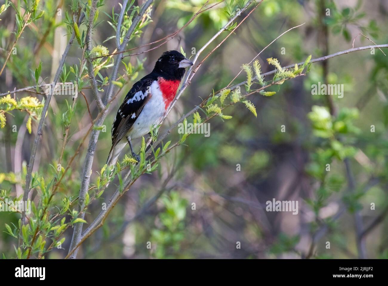 Male rose-breasted grosbeak (Pheucticus ludovicianus Stock Photo - Alamy