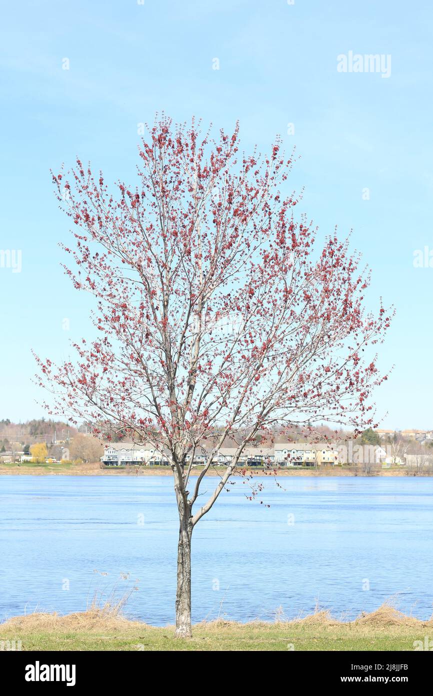 dandelions in New Brunswick Canada Stock Photo - Alamy