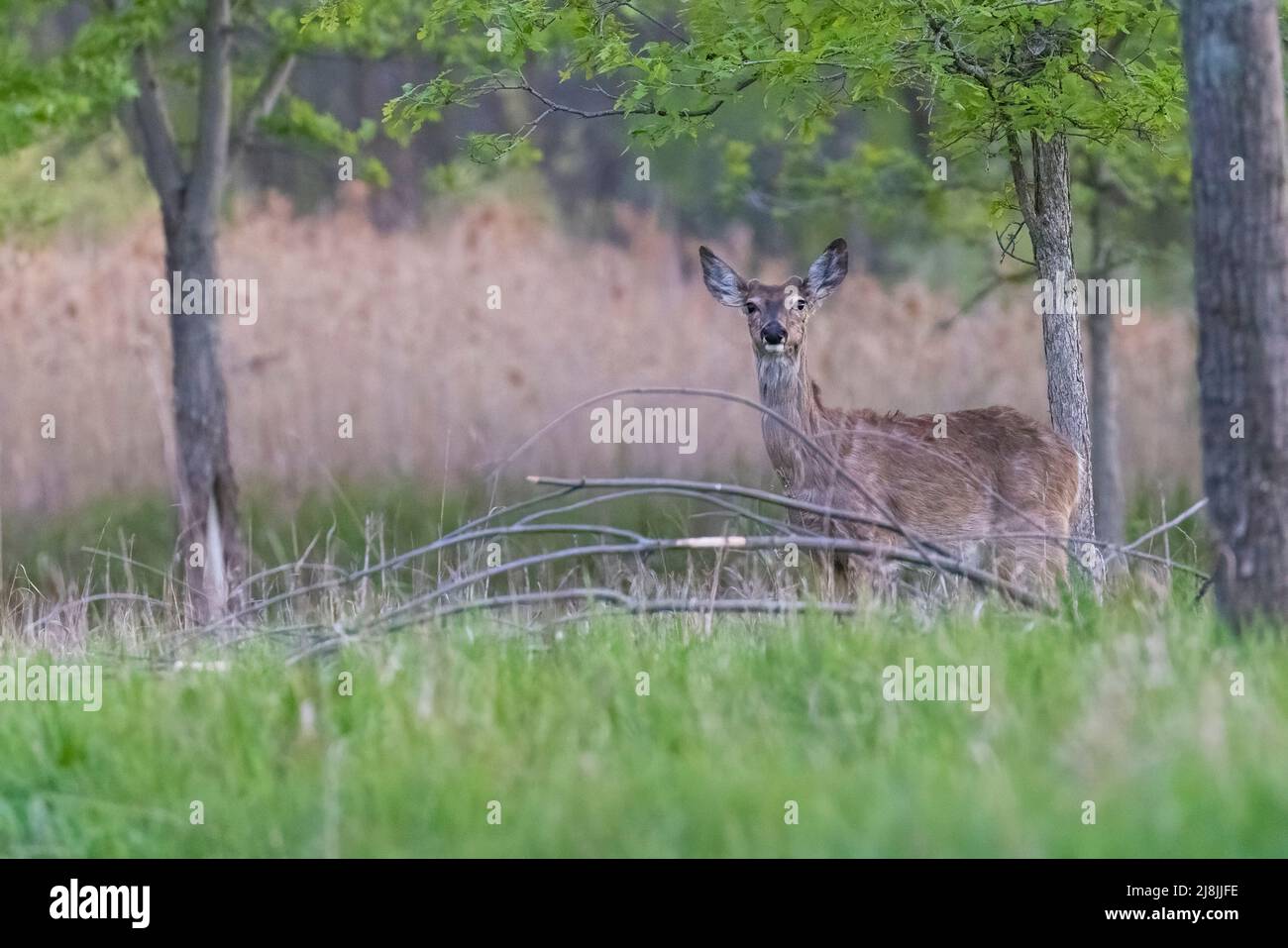 Male white-tailed deer (Odocoileus virginianus) in spring Stock Photo ...