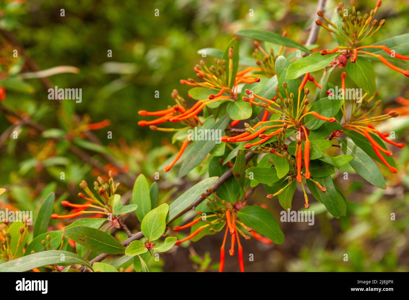 Very late season flowering hi-res stock photography and images - Alamy