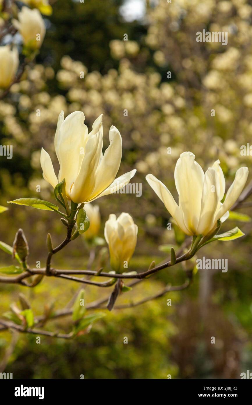 Magnolia 'Elizabeth' a hybrid Magnolia Stock Photo - Alamy