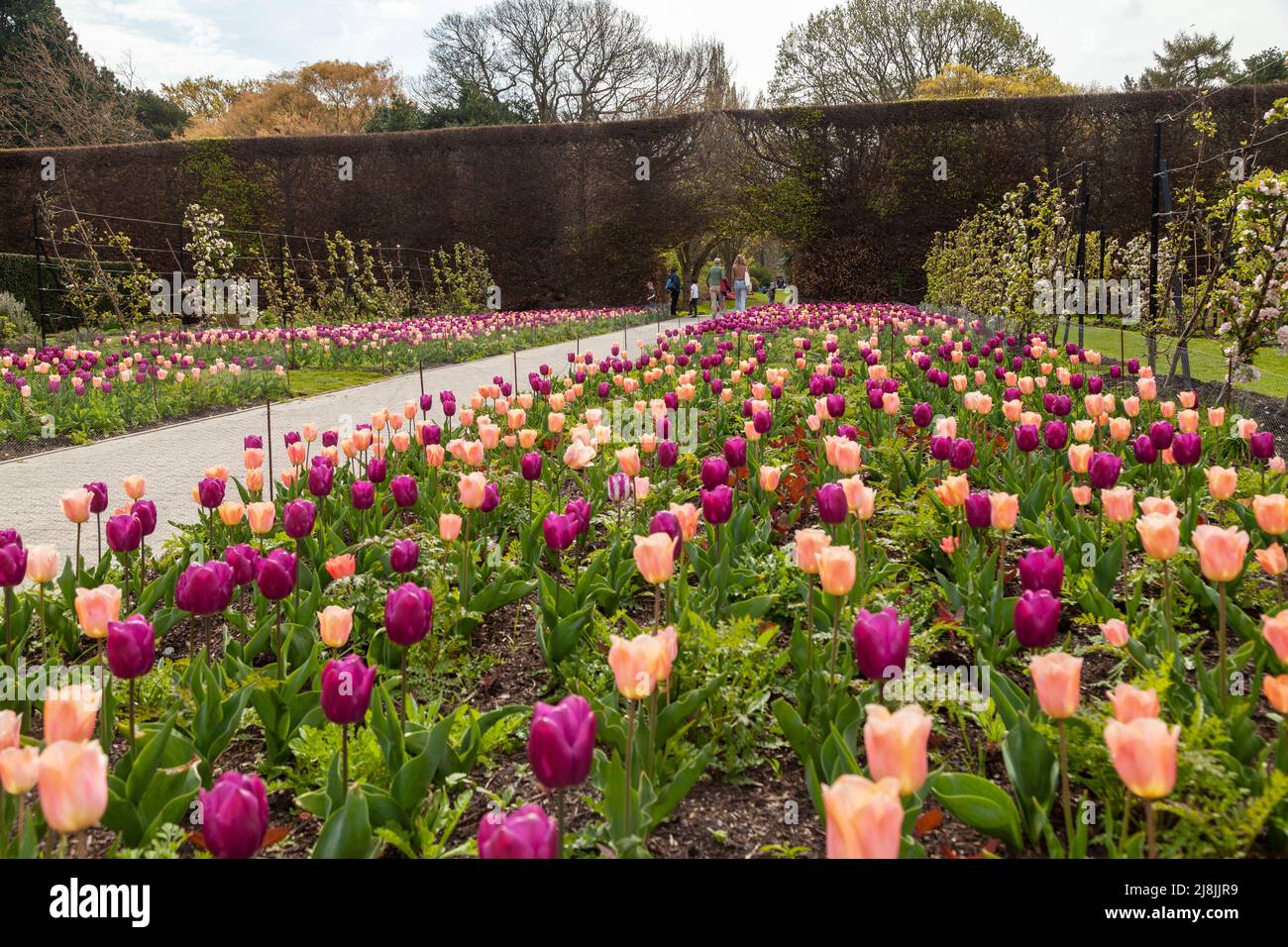 purple prince and apricot beauty tulips at the Edinburgh Botanic ...