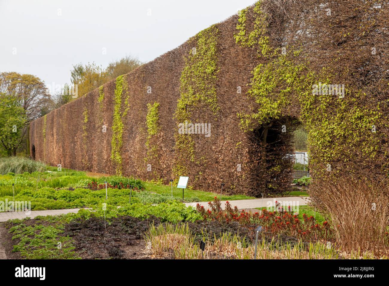 Famous century-old Beech Hedge 8 meters; 23ft high at Royal Botanic ...
