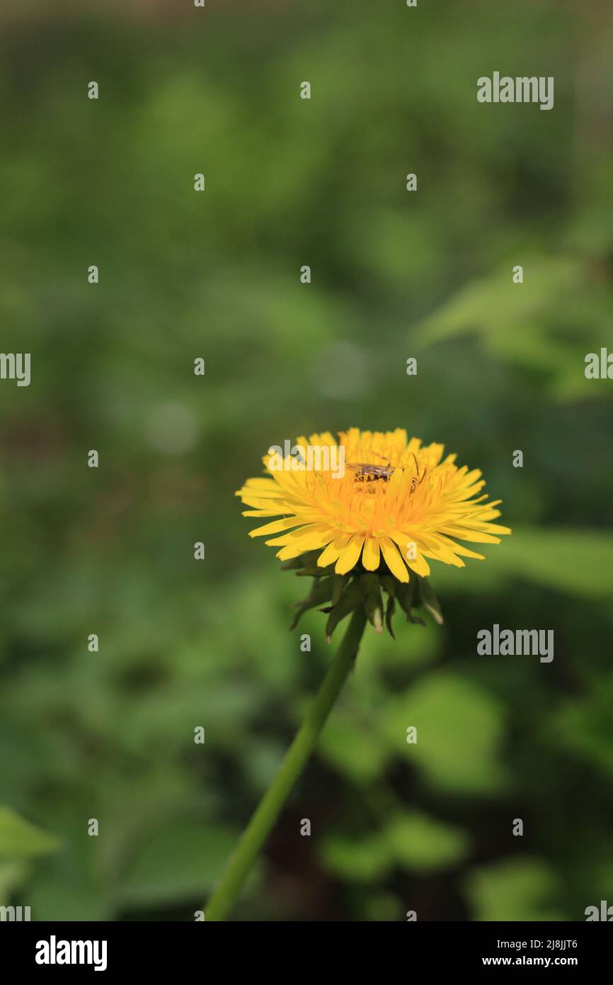 dandelions in New Brunswick Canada Stock Photo - Alamy