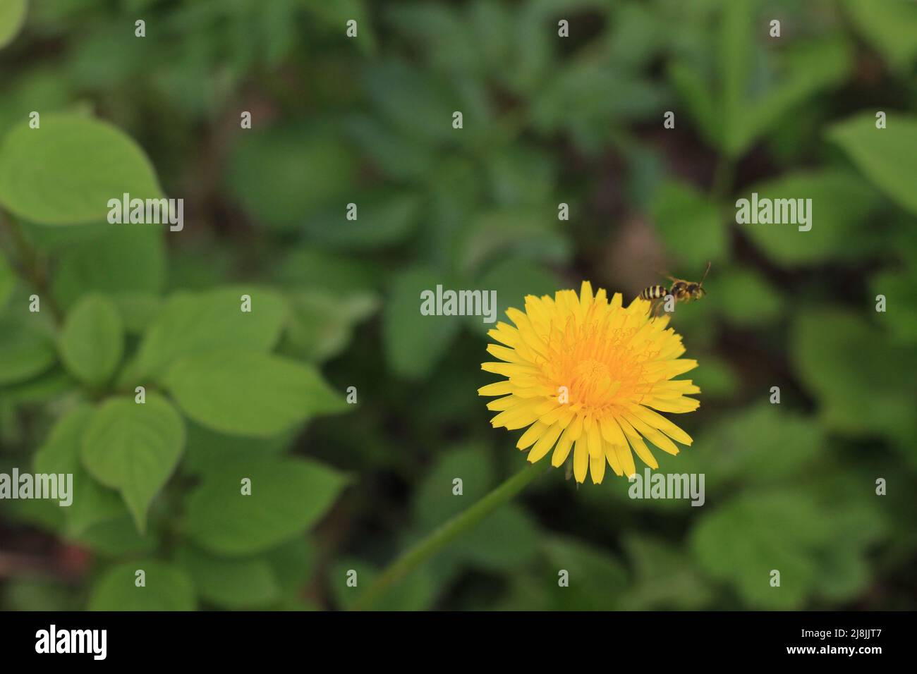 dandelions in New Brunswick Canada Stock Photo - Alamy
