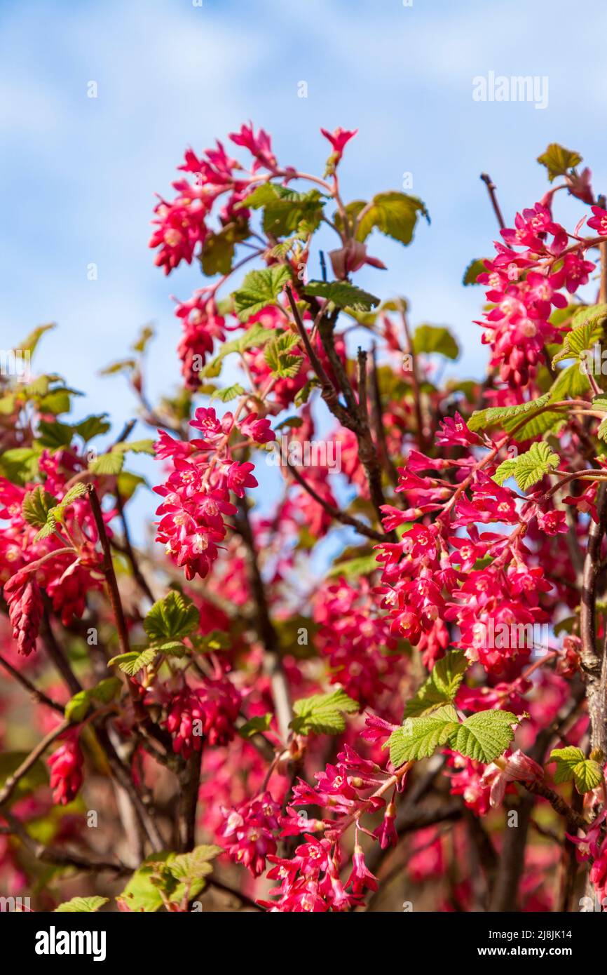 Ribes sanguineum, the flowering currant, redflower currant, red ...
