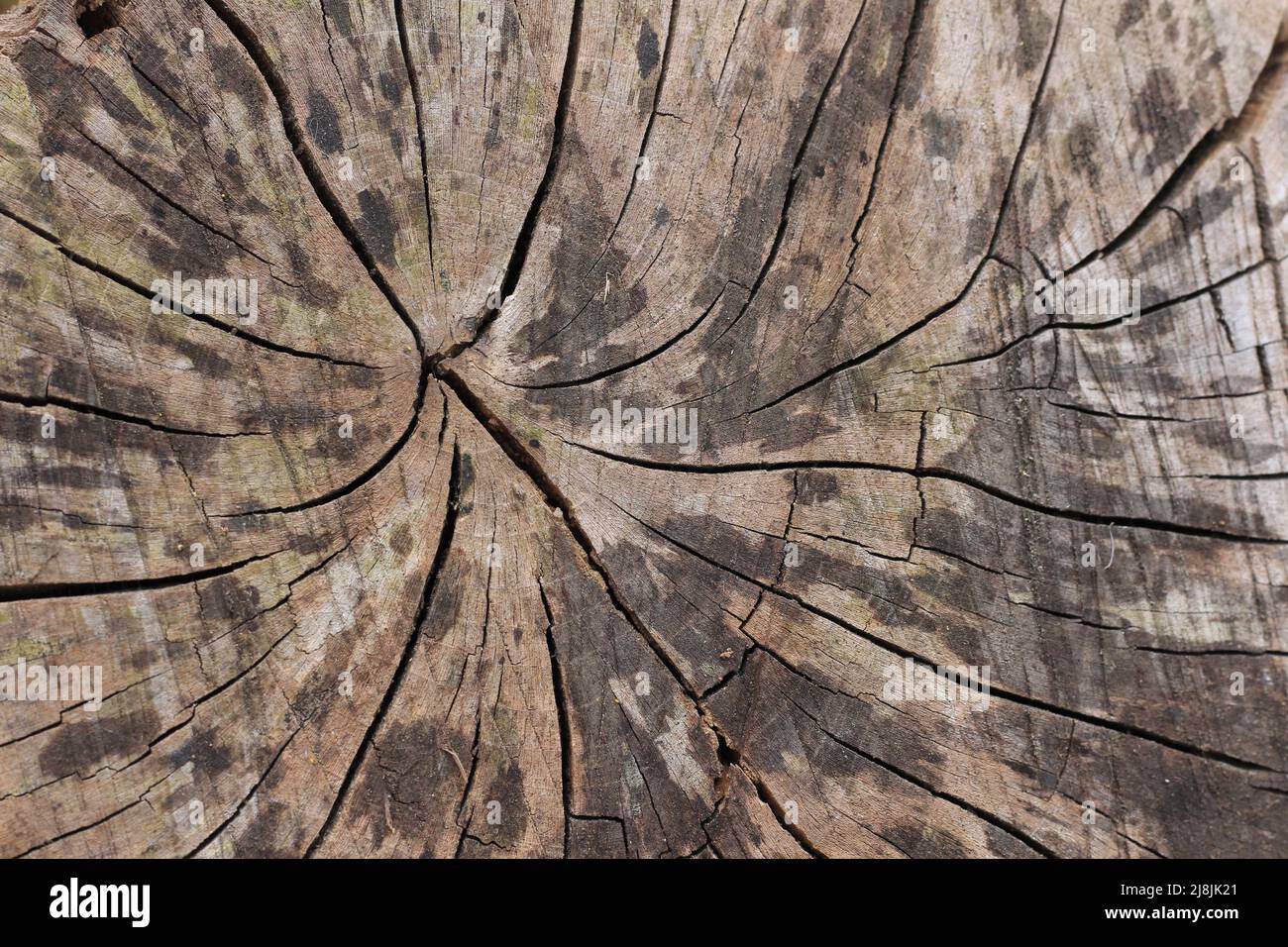 Wood cracks hi-res stock photography and images - Alamy
