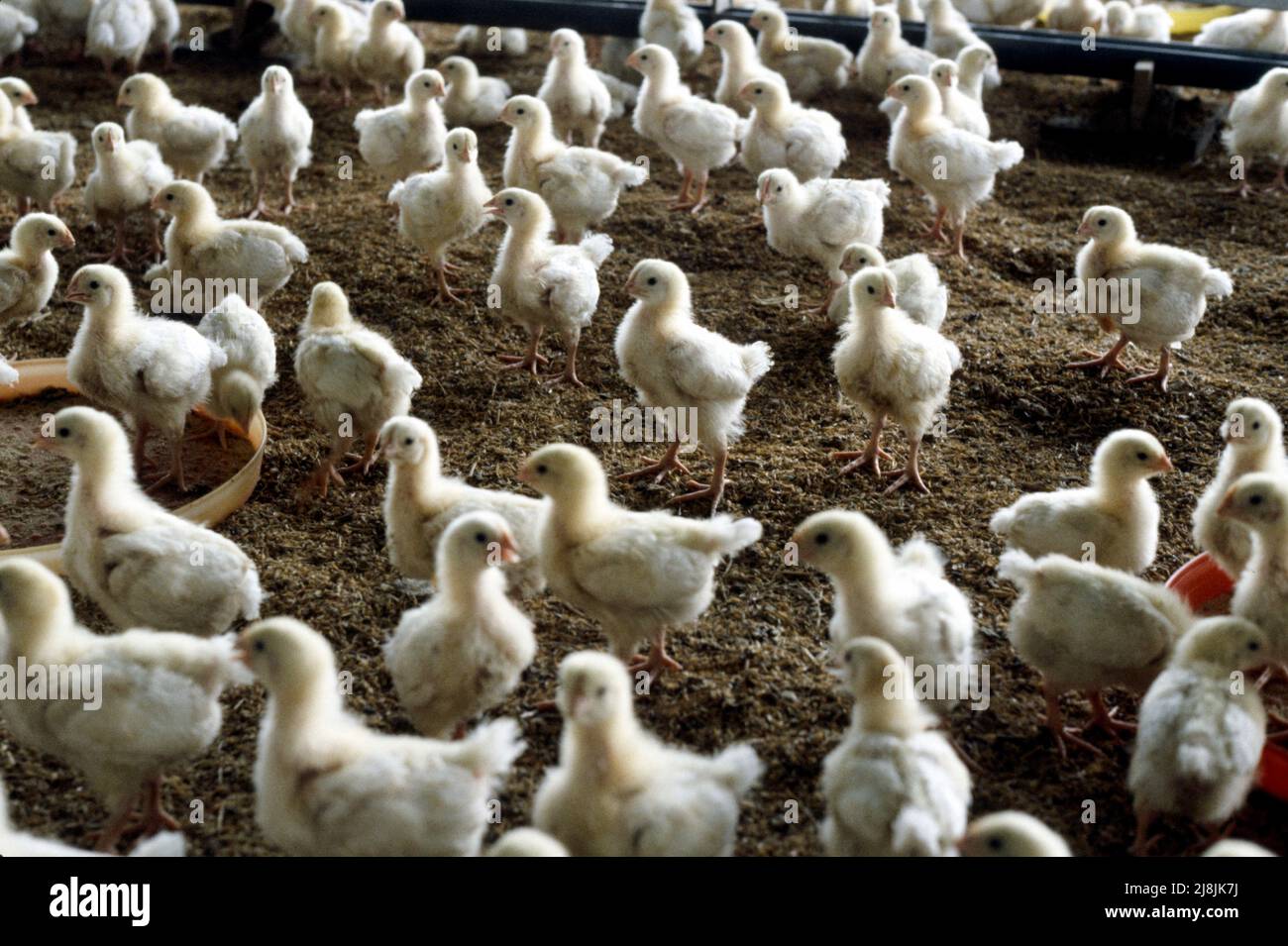 Chicken hatchery in Surabaya area on Java island, Indonesia 1985 Stock ...