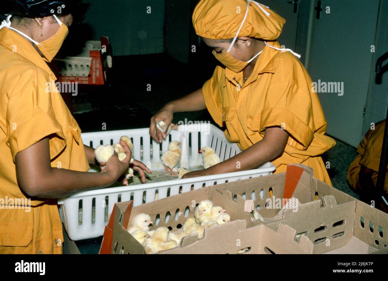 Sorting young chicks hi-res stock photography and images - Alamy
