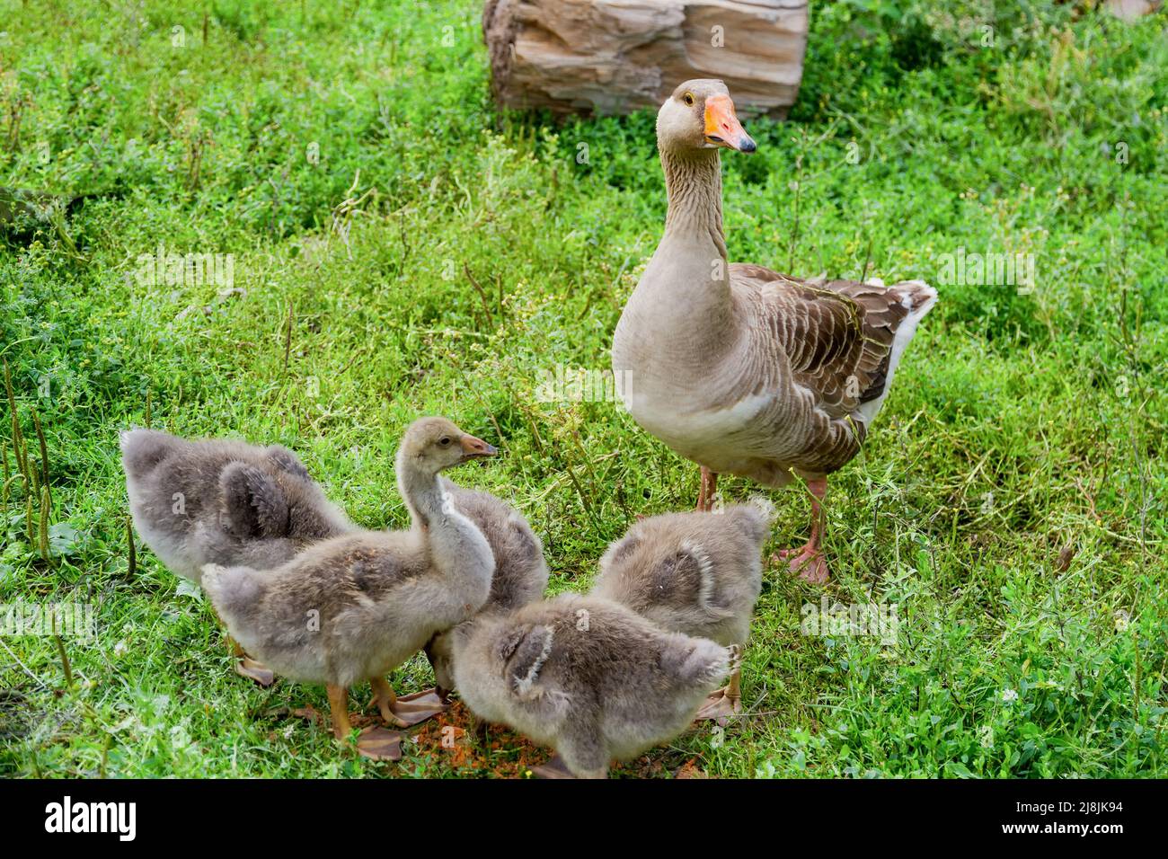 Russia. Moscow region. Poultry keeping. Goose with a brood of goslings ...