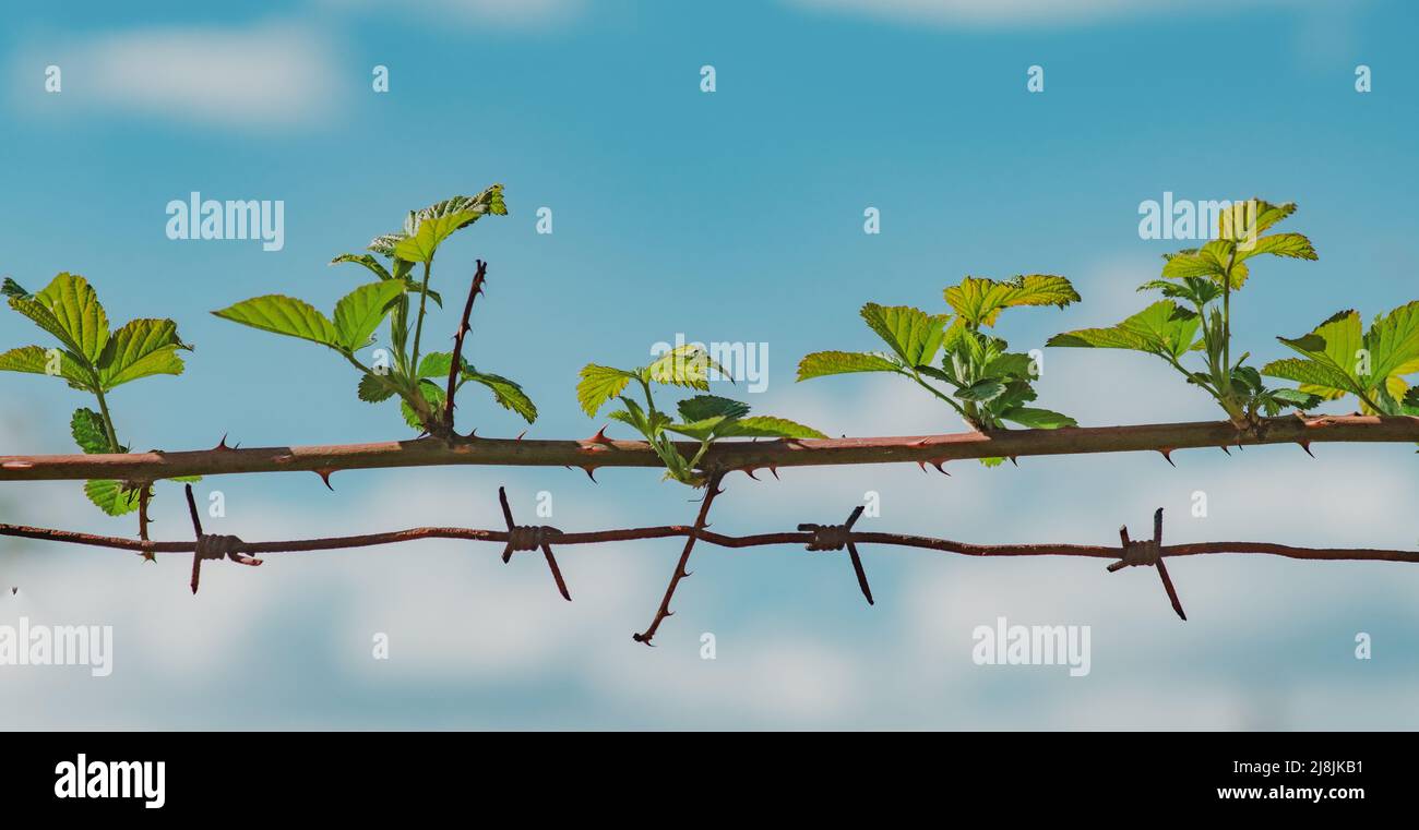 Freedom concept. Barbed wire and thorny stem. Seamless thorny plants ...