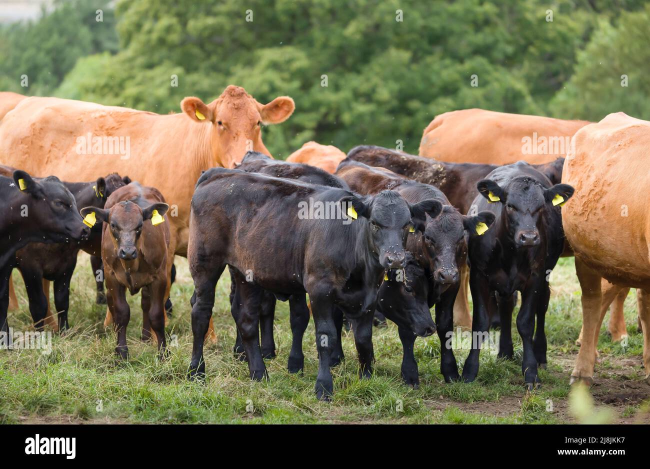 Uk herd hi-res stock photography and images - Alamy