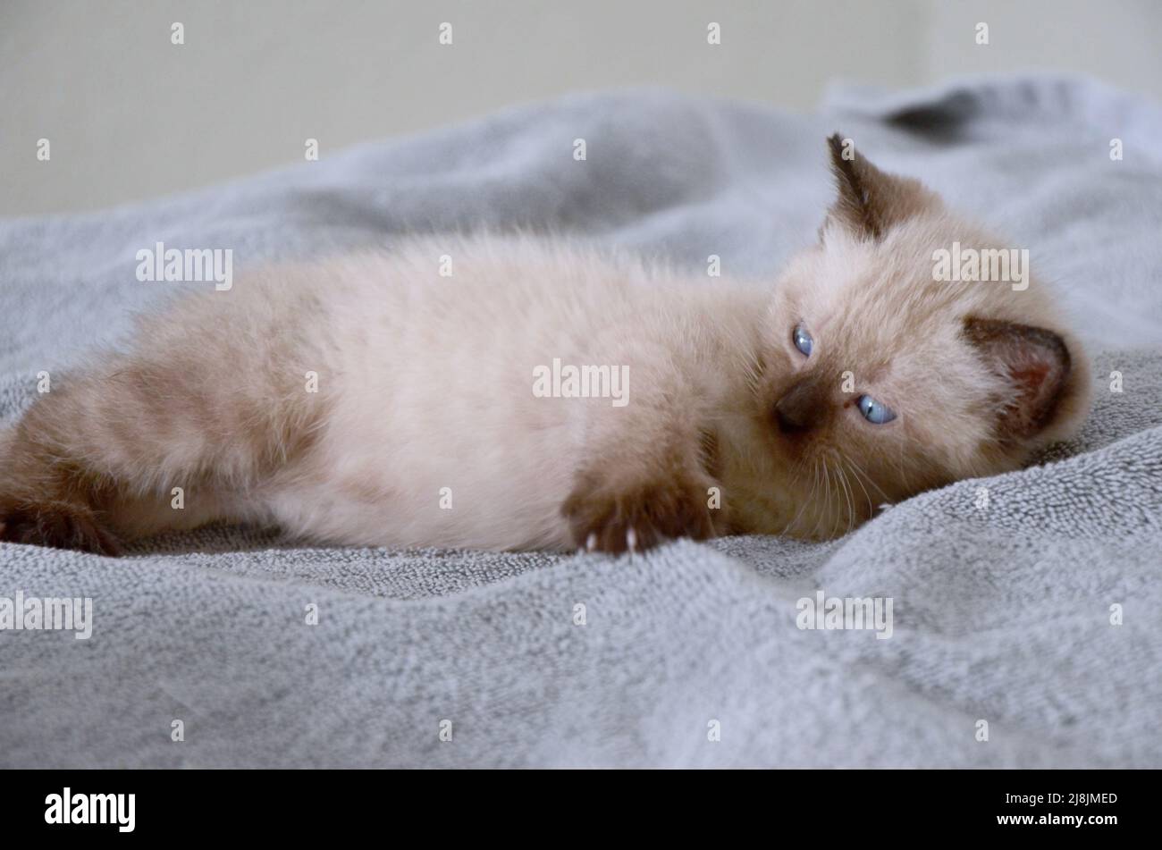 Hemingway kitten hi-res stock photography and images - Alamy