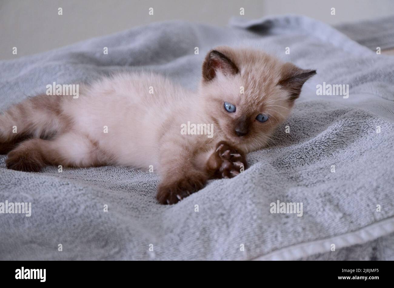 Siamese Kitten, Indoors, Soft Light, Blue Eyes, Hemingway Paws Stock ...