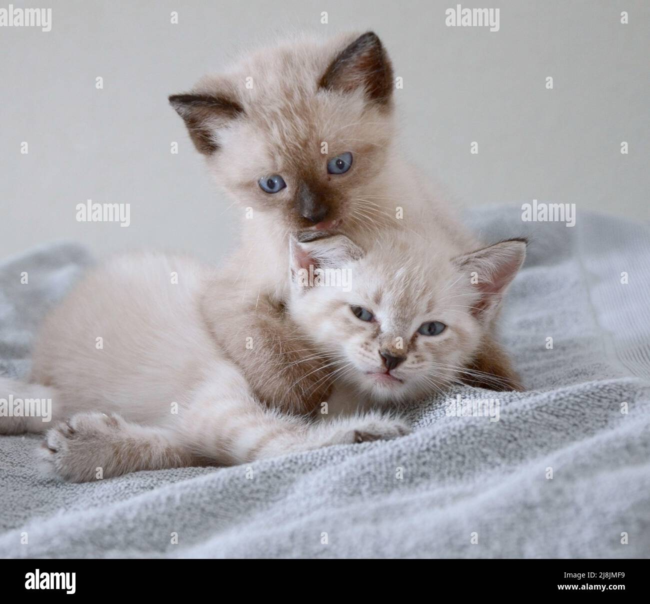 Siamese Kitten, Indoors, Soft Light, Blue Eyes, Hemingway Paws Stock ...