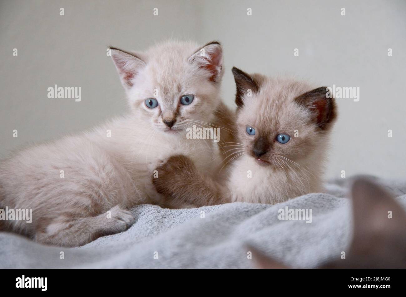 Siamese Kitten, Indoors, Soft Light, Blue Eyes, Hemingway Paws Stock ...