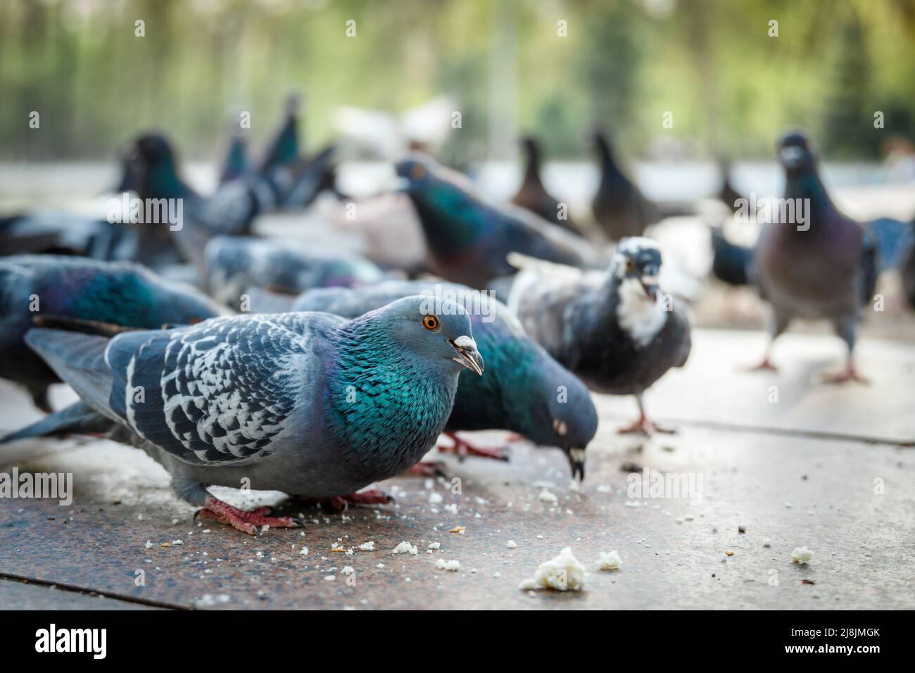 City pigeons eat bread crumbs on the embankment Stock Photo - Alamy