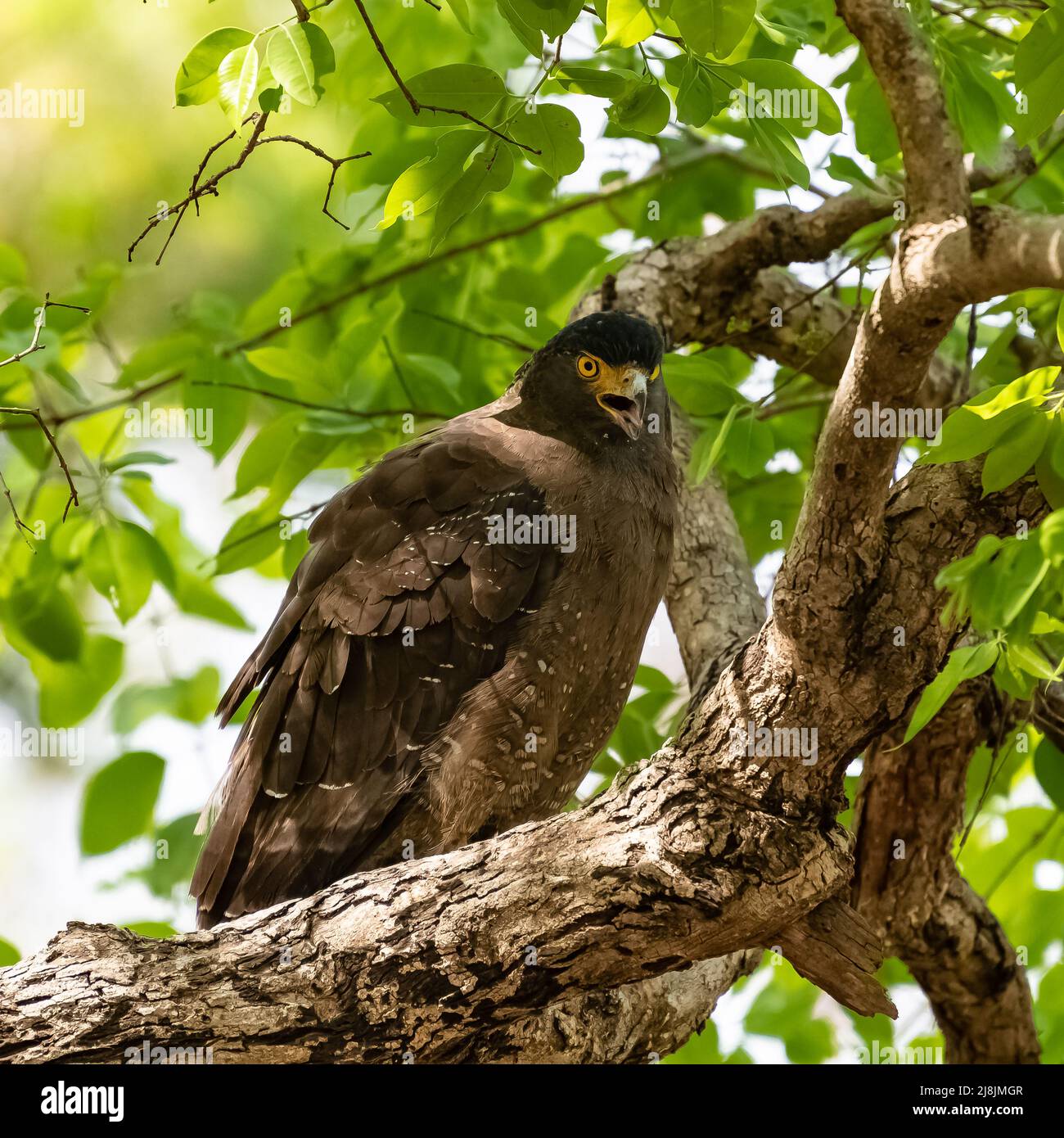 Crested Serpent Eagle, Spilornis cheela, bird standing on a tree in ...
