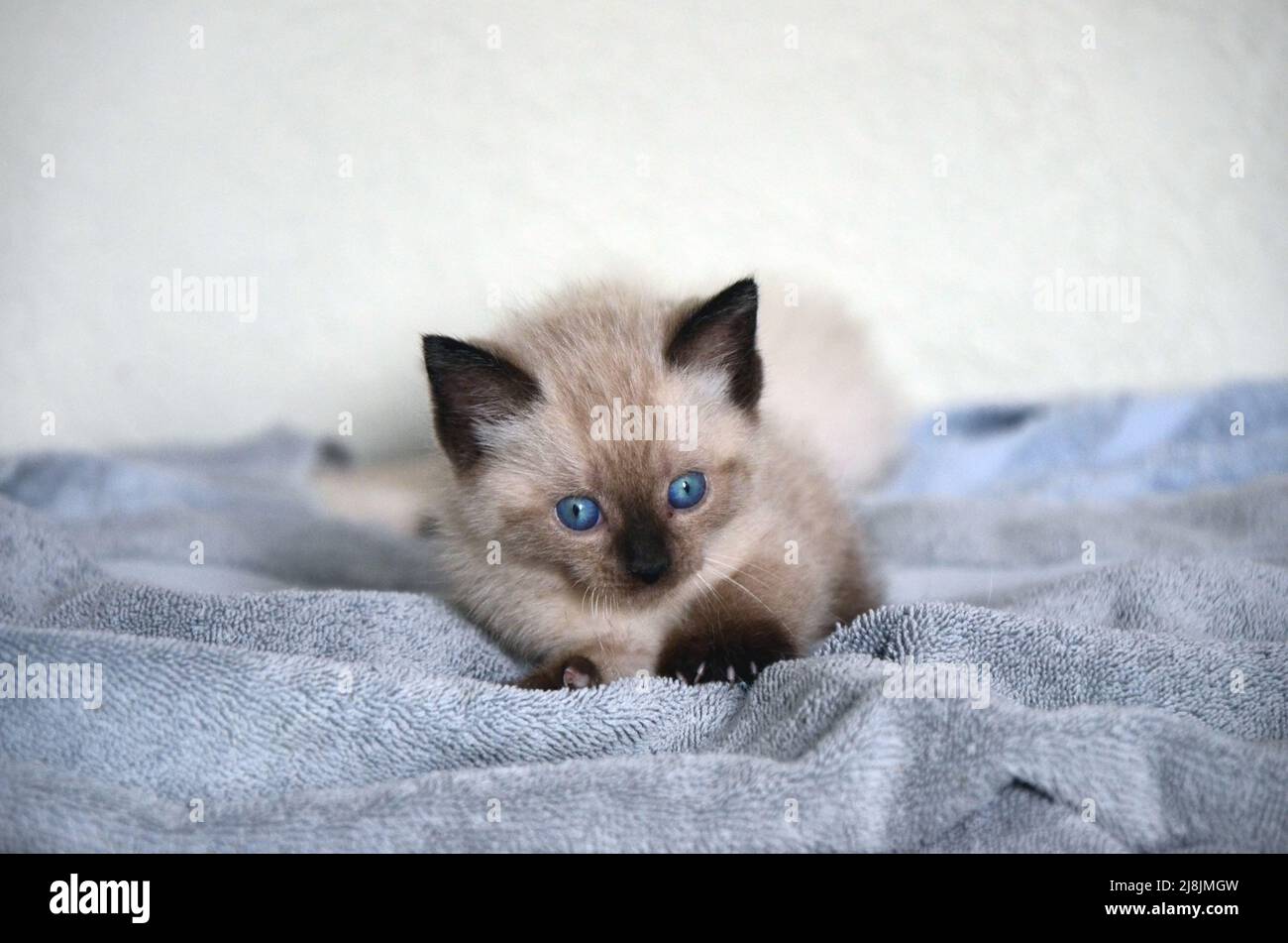 Siamese Kitten, Indoors, Soft Light, Blue Eyes, Hemingway Paws Stock ...